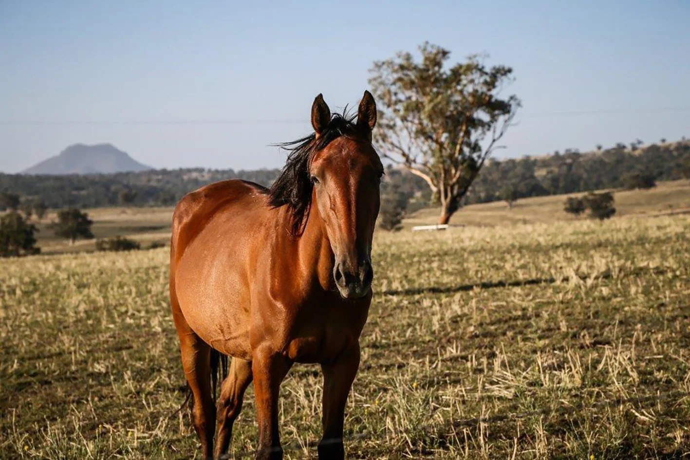 Carmyle Recipient Mares — Carmyle Veterinary Services