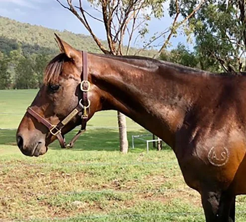 Carmyle Veterinary ServicesCarmyle Veterinary Services, Allan Simson’s