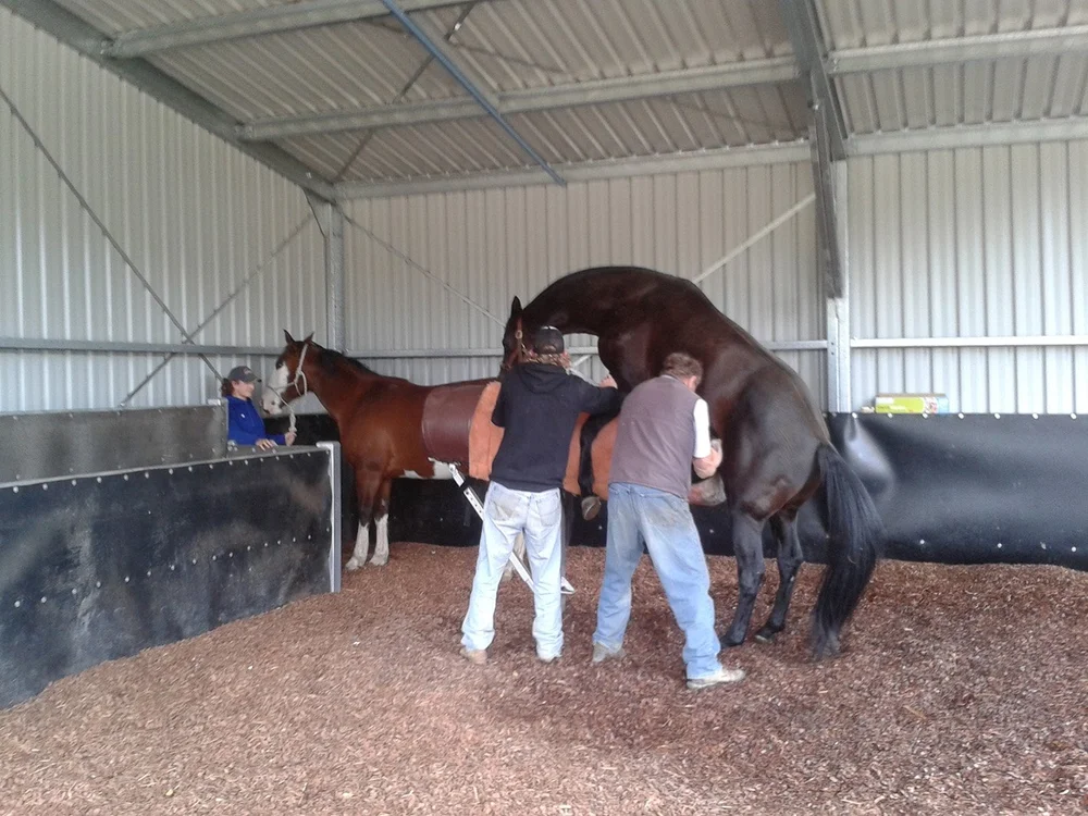 STALLIONS — Carmyle Veterinary Services