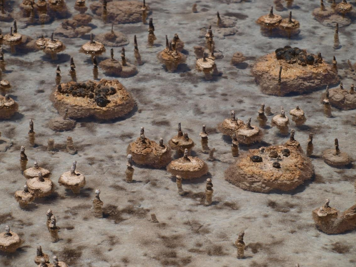 Lake McLeod Wetlands — Oceanwise Australia