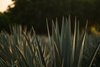 The Agave Social Club