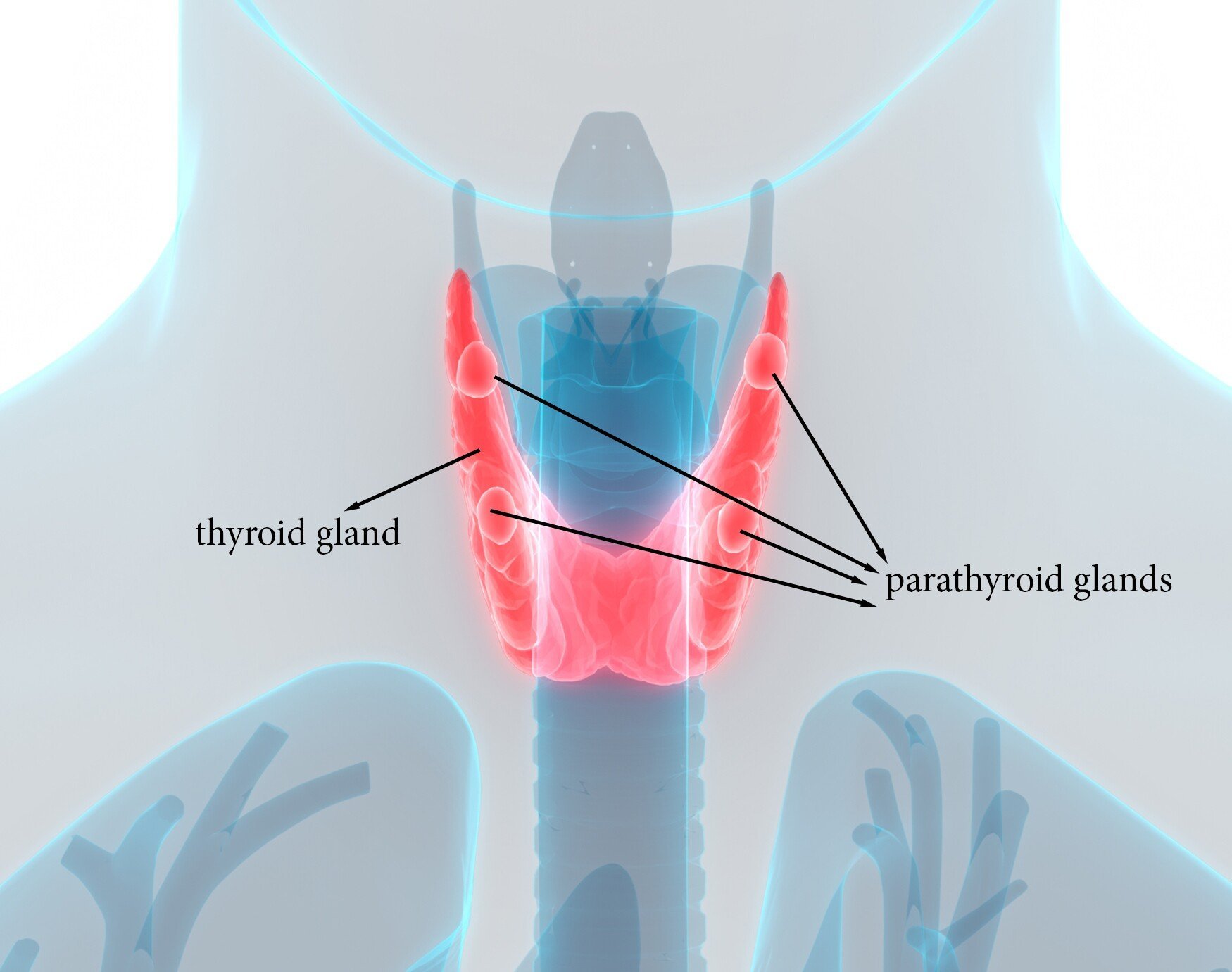 Primary Hyperparathyroidism: Symptoms and Treatment