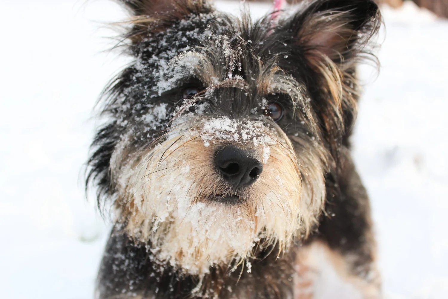 Get to Know WRHA — Wanderer's Rest