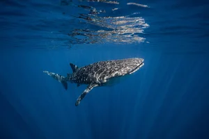 Whale Shark Research Programme — The Jock Clough Marine Foundation