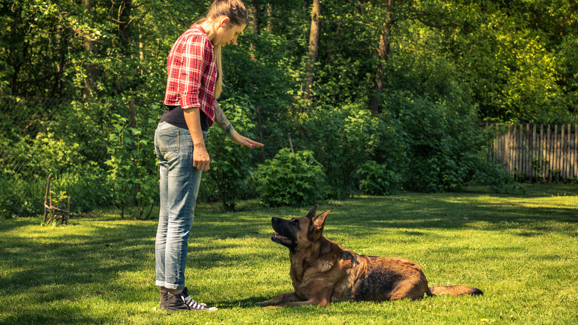 One to One Dog Training — Your Pet Mentor