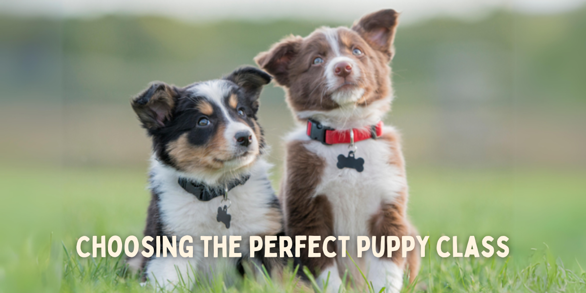 Choosing the perfect puppy class — Your Pet Mentor