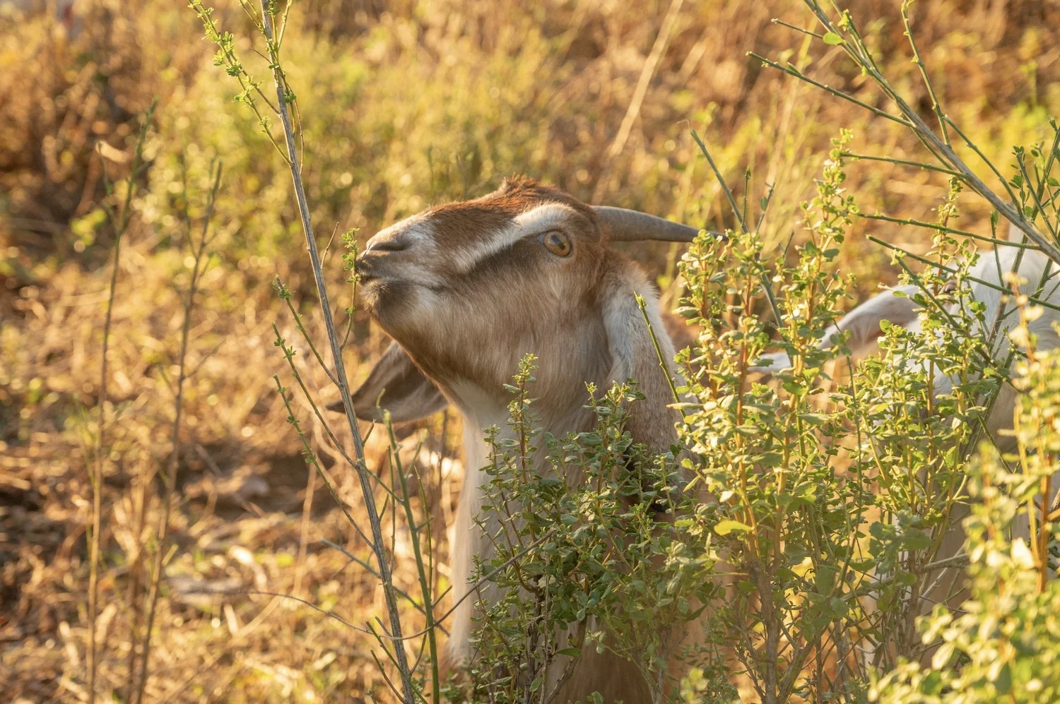 West Coast Grazing Company
