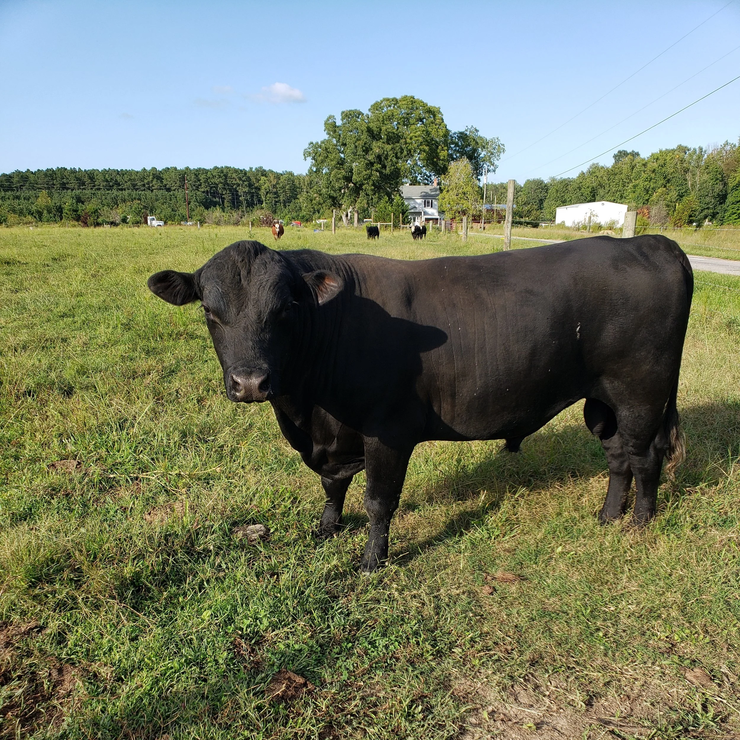 Sycamore Jax Farms | Raw Milk | Grass-Fed Beef | Pasture-Raised Eggs ...