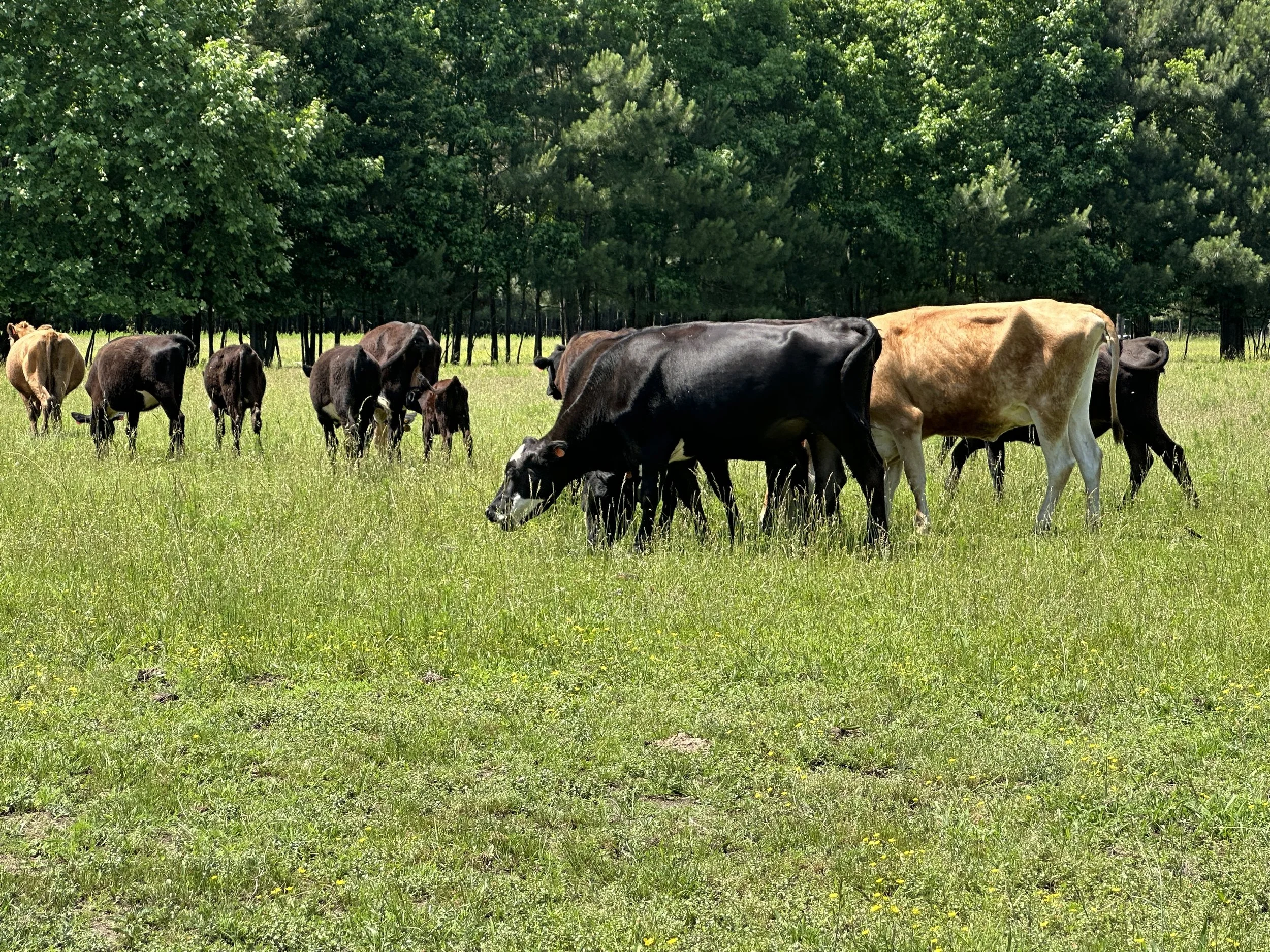 Sycamore Jax Farms | Raw Milk | Grass-Fed Beef | Pasture-Raised Eggs ...