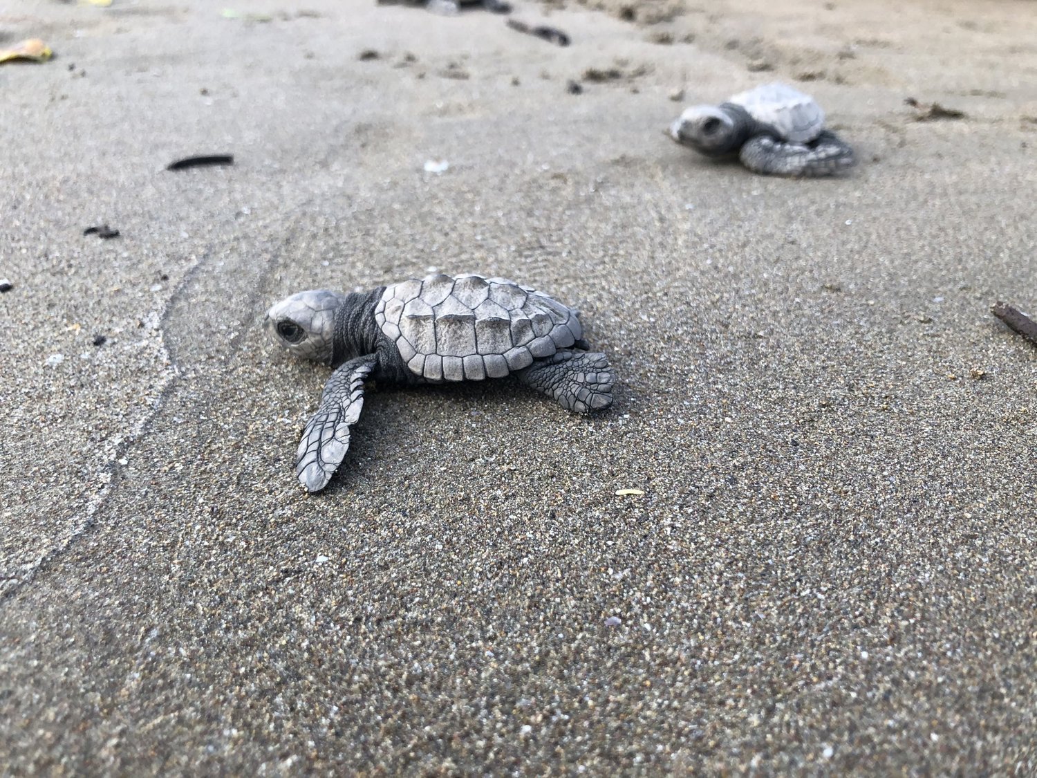 The Experience — Las Villas Tortugas