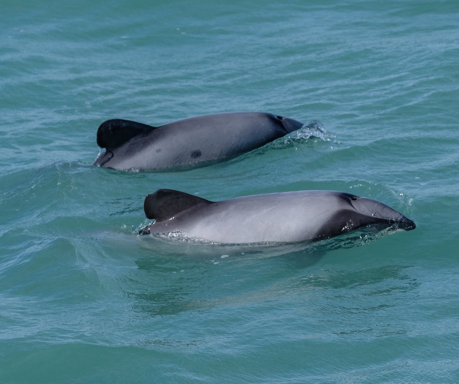 Akaroa Nature Cruise - Hector's Dolphins & Wildlife