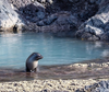 Akaroa Nature Cruise - Hector's Dolphins & Wildlife