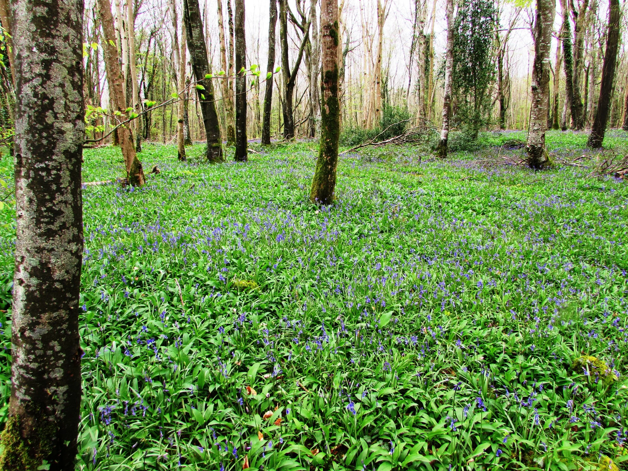 Kildare Walks & Hikes — Kildare Heritage