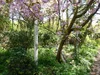 Planting a Symbol of Peace Together — Kildare Heritage
