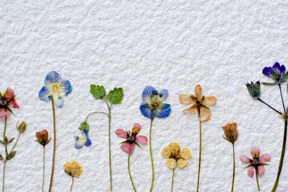 How to Dry Flowers: 6 Best Ways to Preserve their Beauty — Art Beat Box