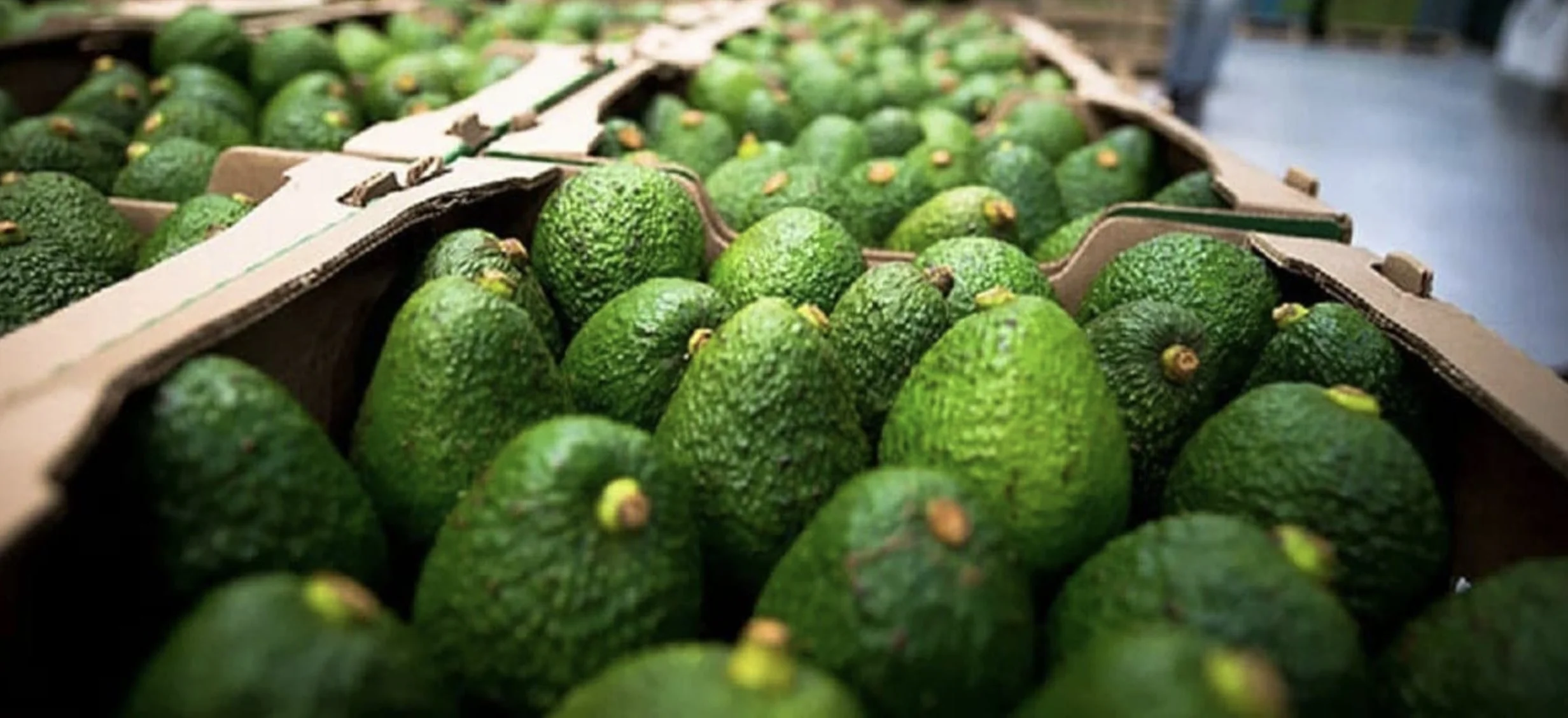 Agem Limited: Expert Avocado Export Services — Agem Limited