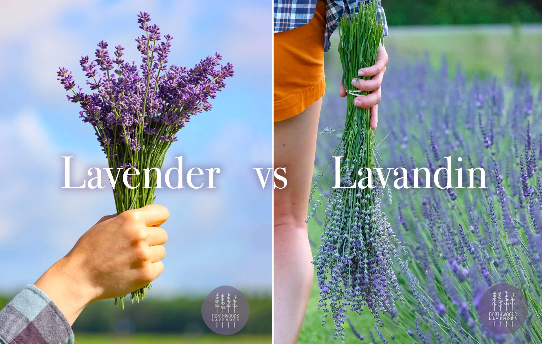 Lavender vs Lavandin — Northwoods Lavender