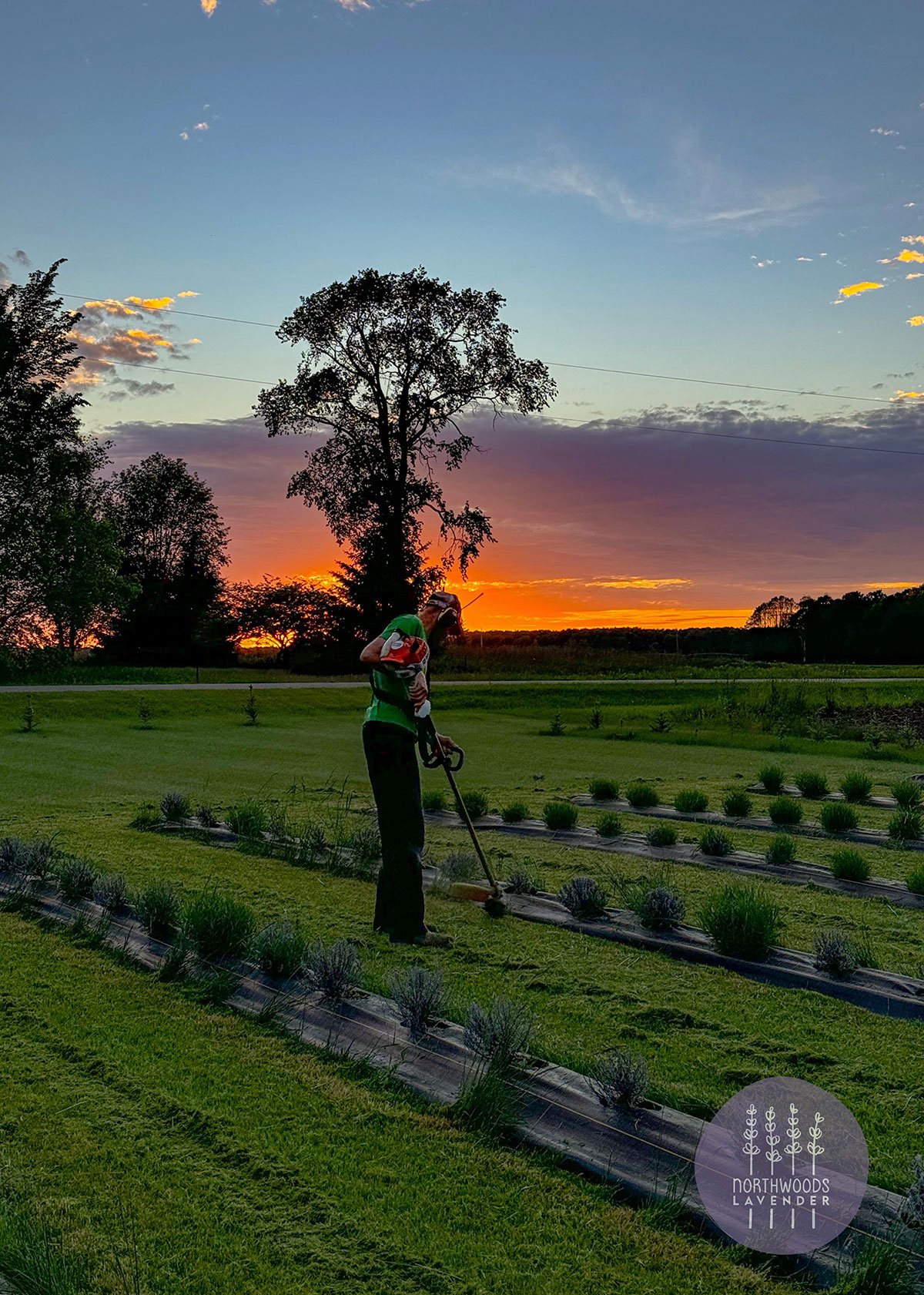 About the Farm — Northwoods Lavender
