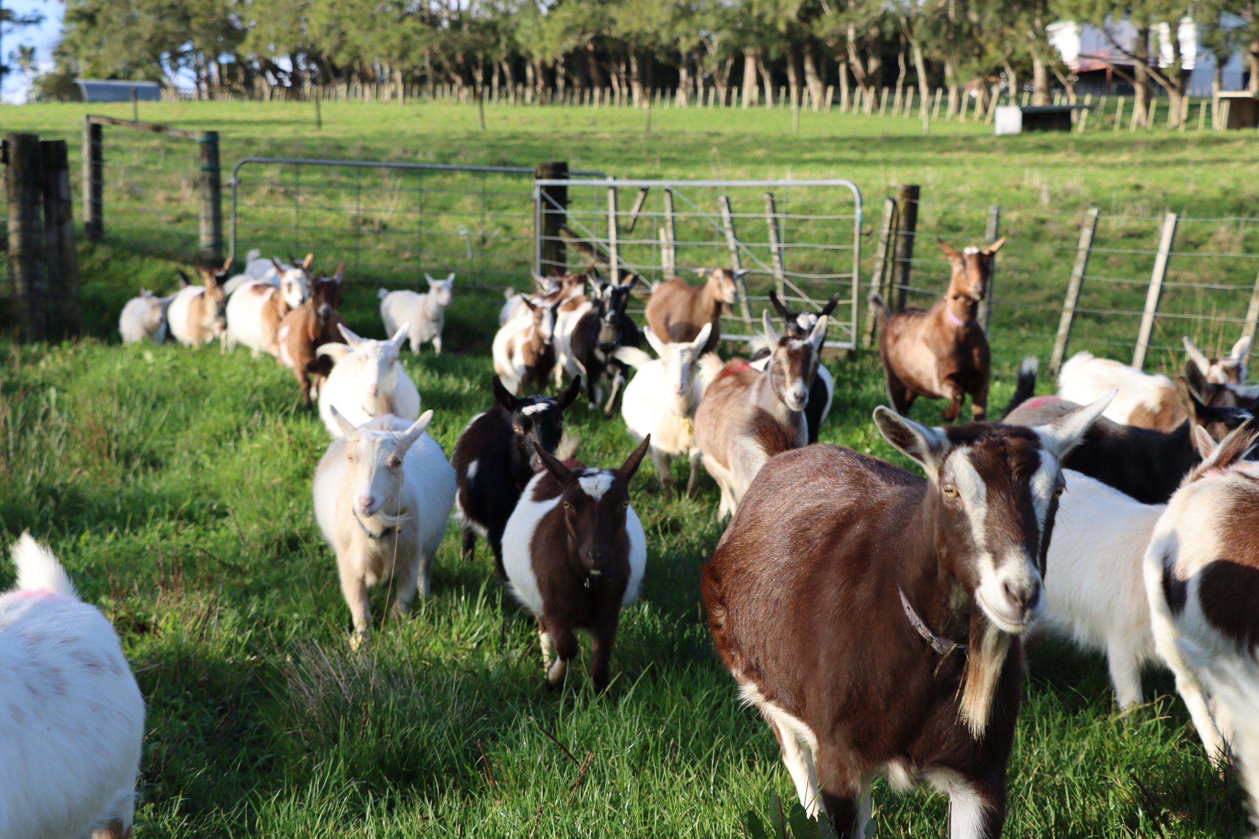 ADGA Linear Appraisal System — Muddy Valley Nigerian Dwarf Goats