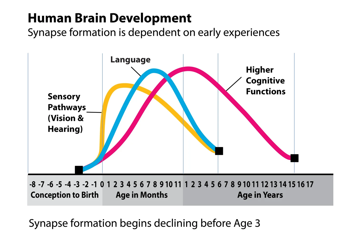 Brain Development — LECDC