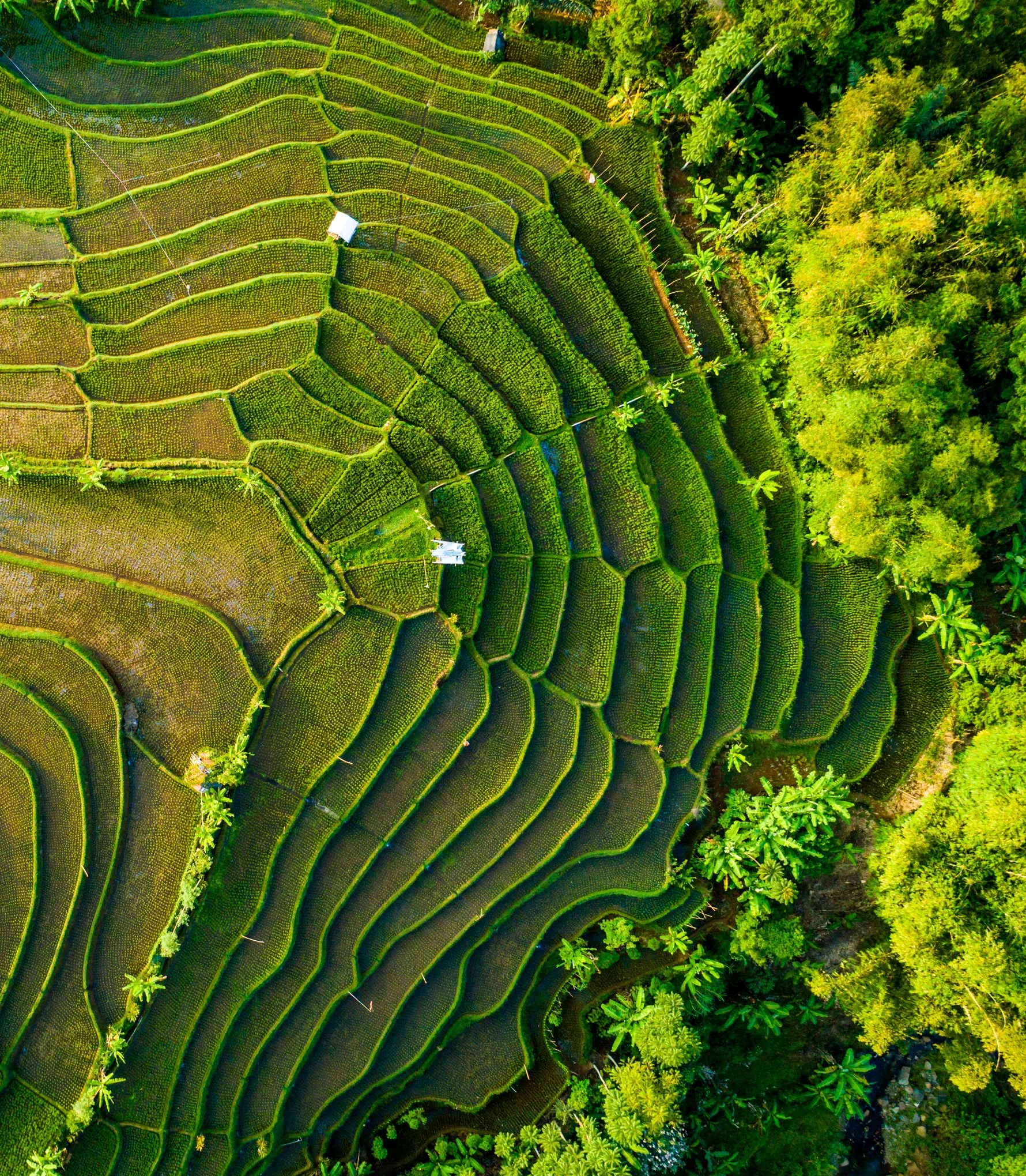 Niatross Investments