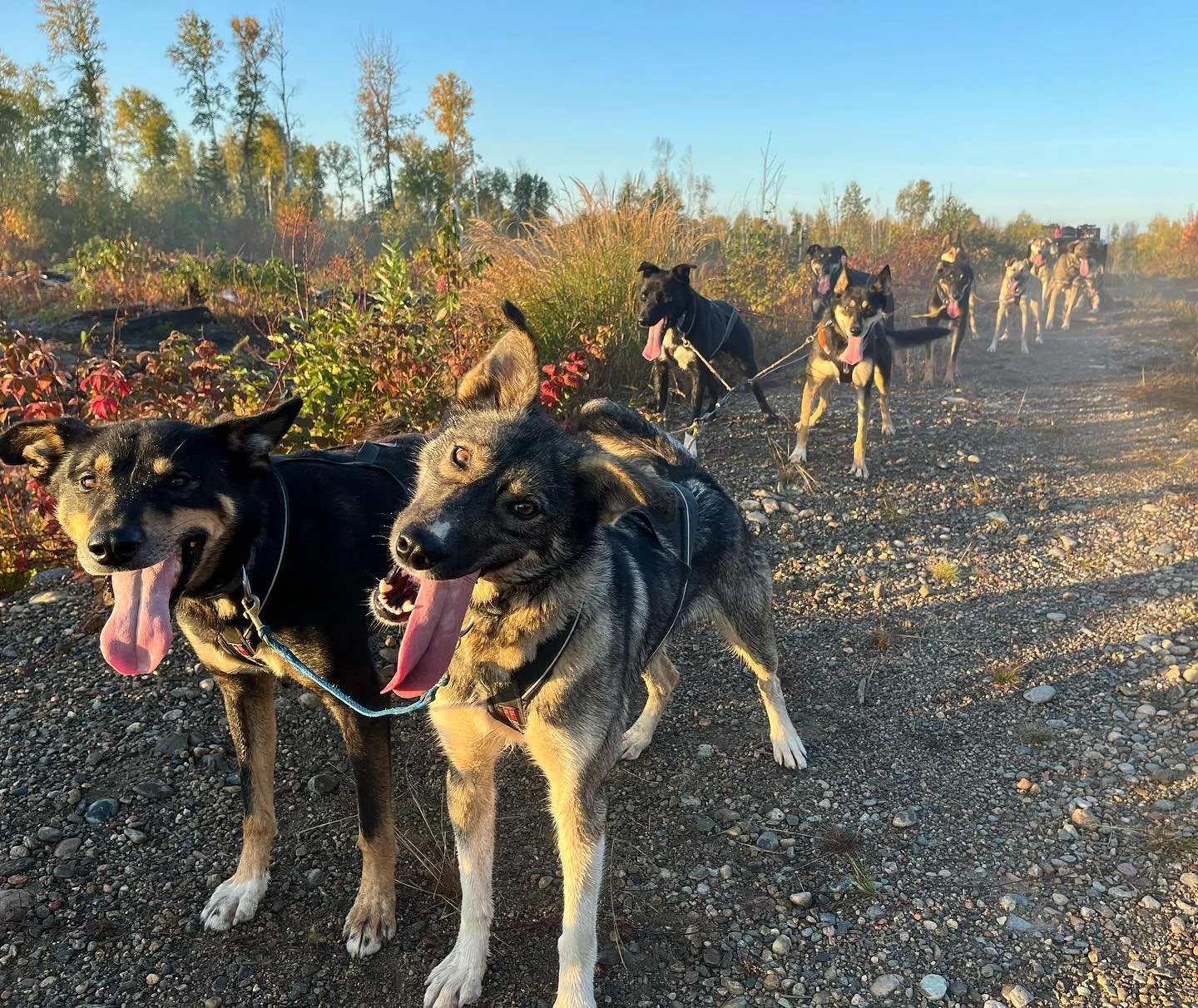 Store 2 — On The Land Sled Dogs