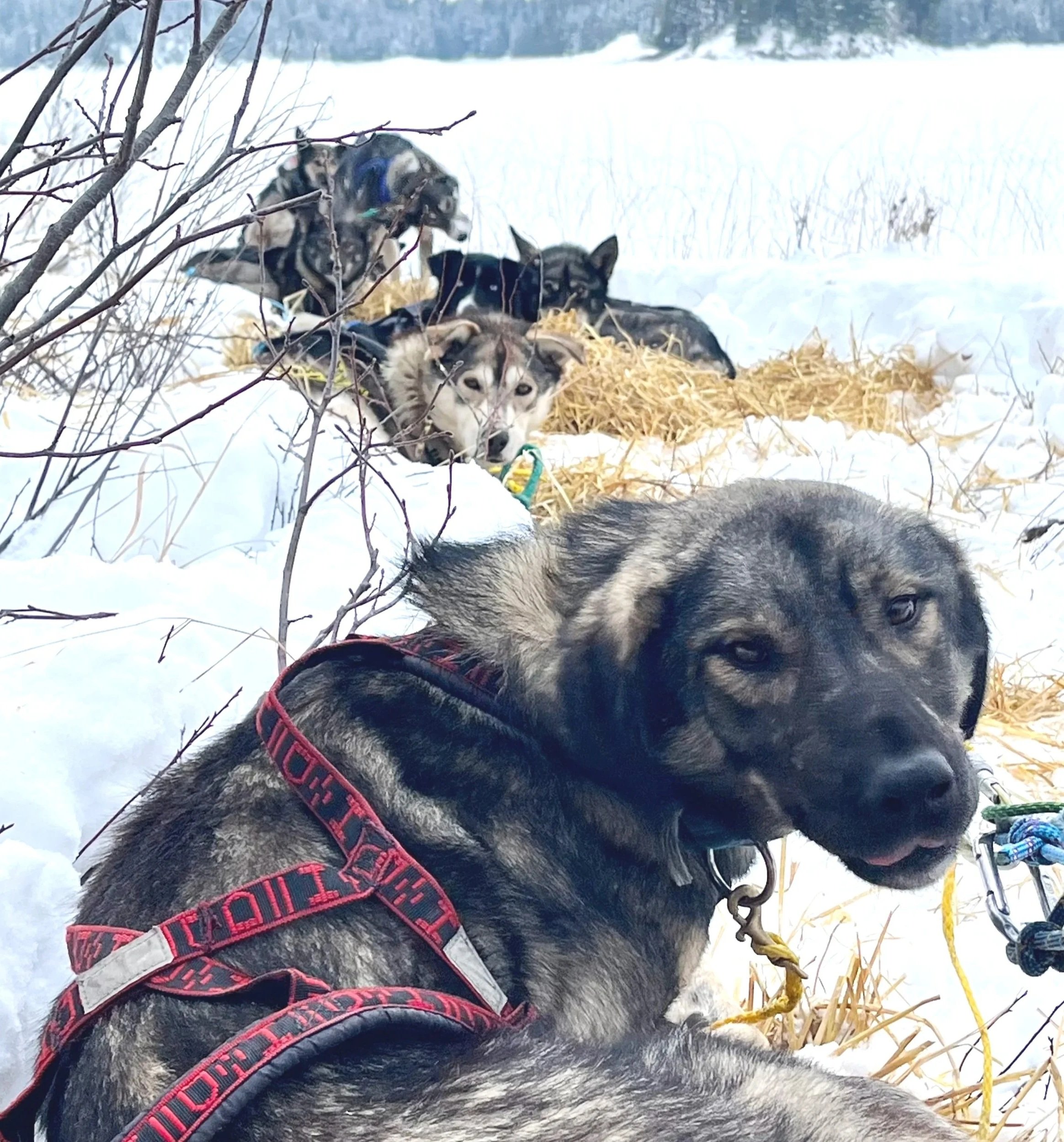 Who are Alaskan huskies — On The Land Sled Dogs