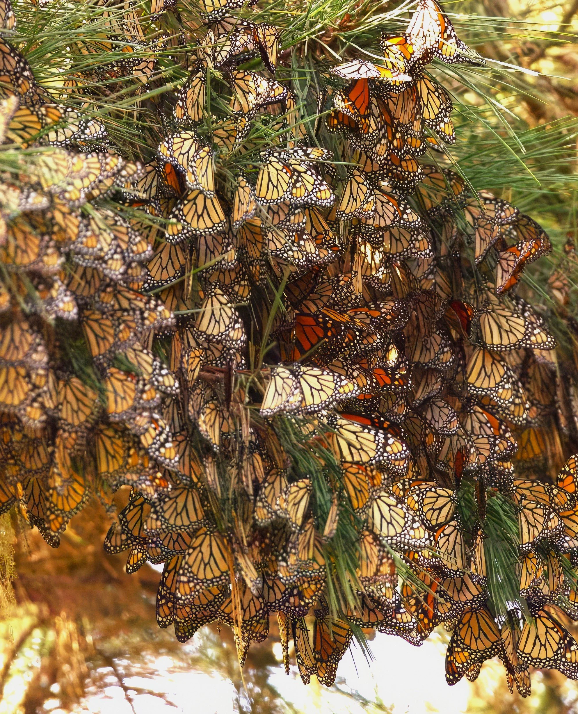 Monarchs — Pacific Grove Museum of Natural History