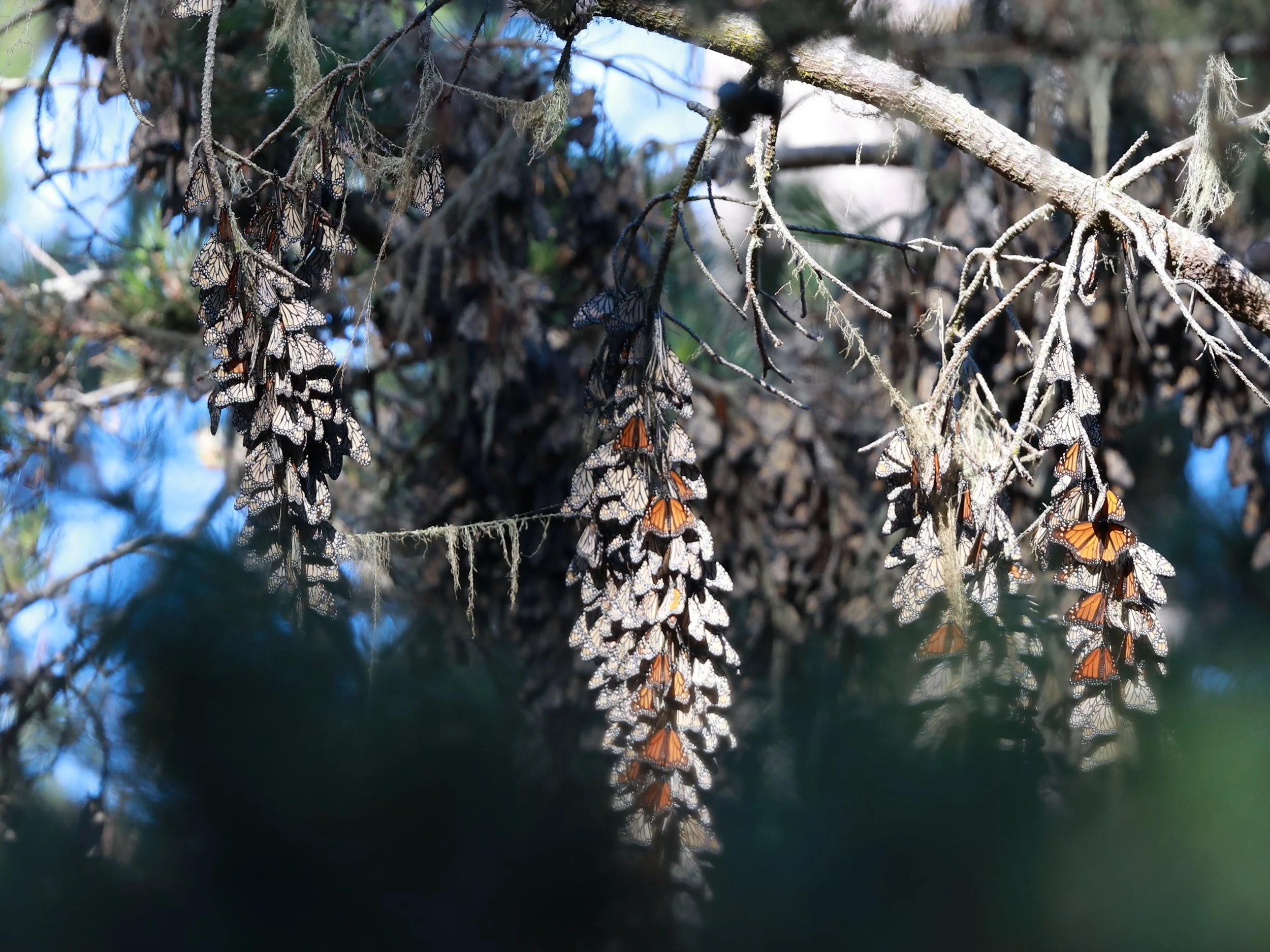 Monarchs — Pacific Grove Museum of Natural History