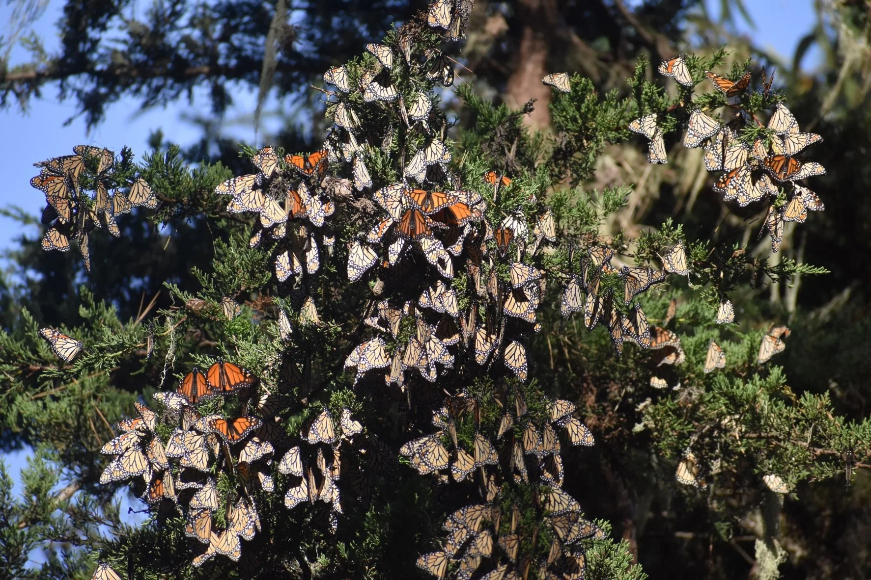 About — Pacific Grove Museum of Natural History
