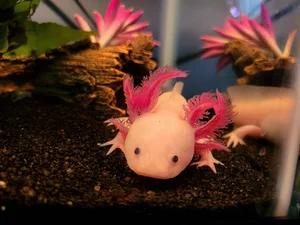 Understanding Axolotl Genetics: Colors and Morphs Explained — Mountain ...