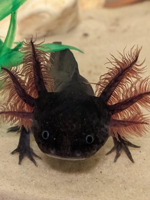 Understanding Axolotl Genetics: Colors and Morphs Explained — Mountain ...