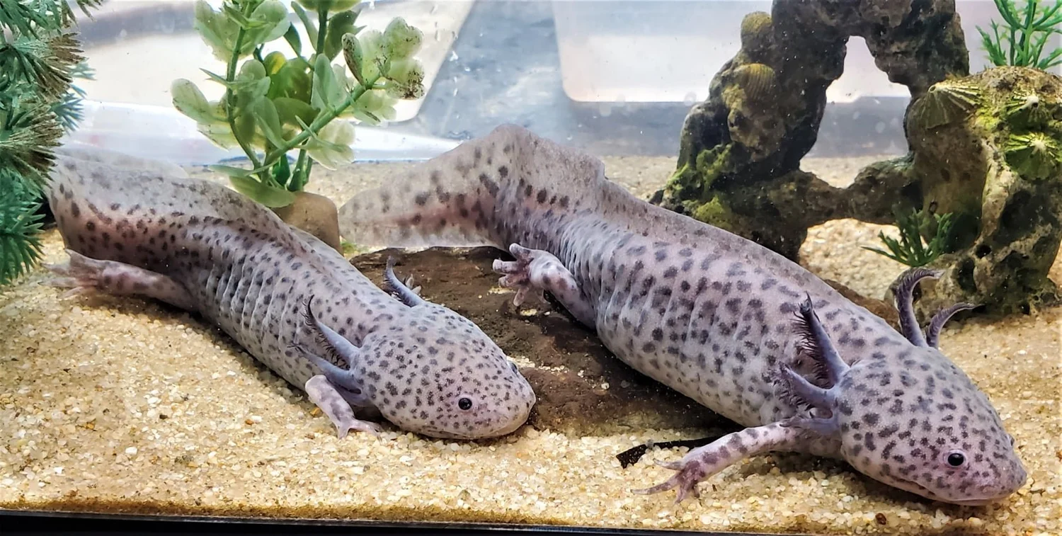 Understanding Axolotl Genetics: Colors and Morphs Explained — Mountain ...
