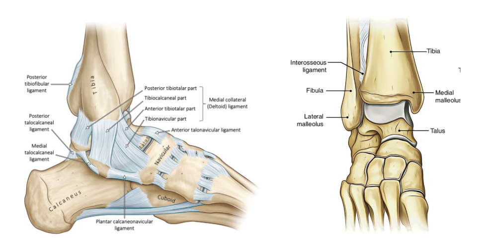 Lateral Ankle Sprains: Causes, Treatment & Rehab — Proform Physiotherapy