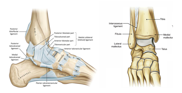 Lateral Ankle Sprains: Causes, Treatment & Rehab — Proform Physiotherapy