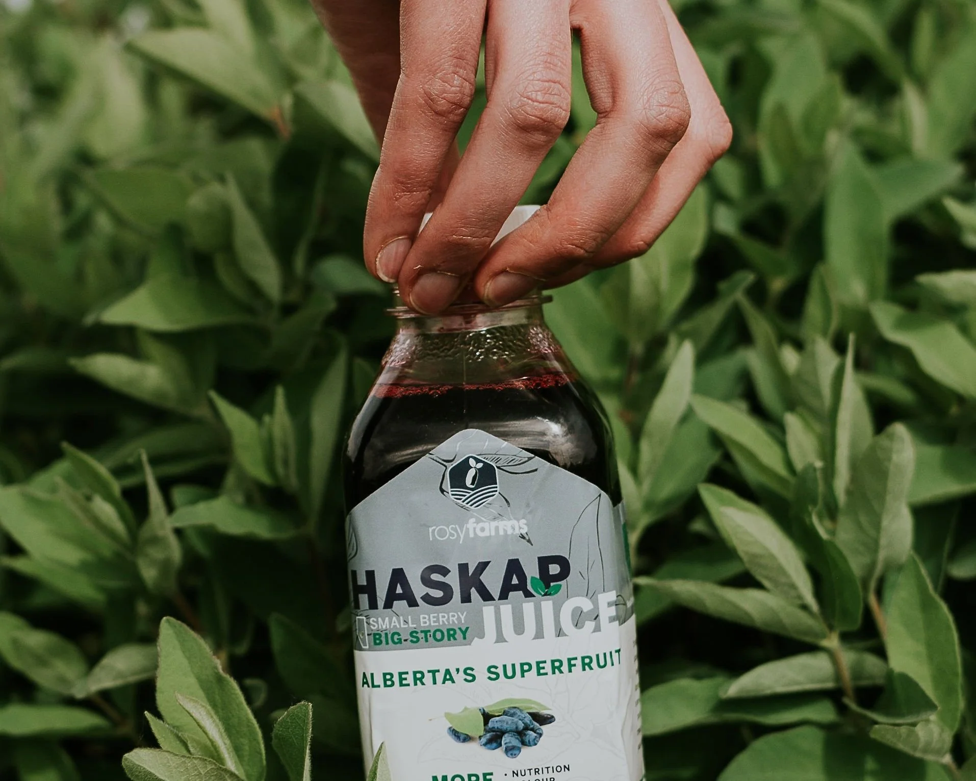 About the Haskap Berry — Rosy Farms — Berry Upick