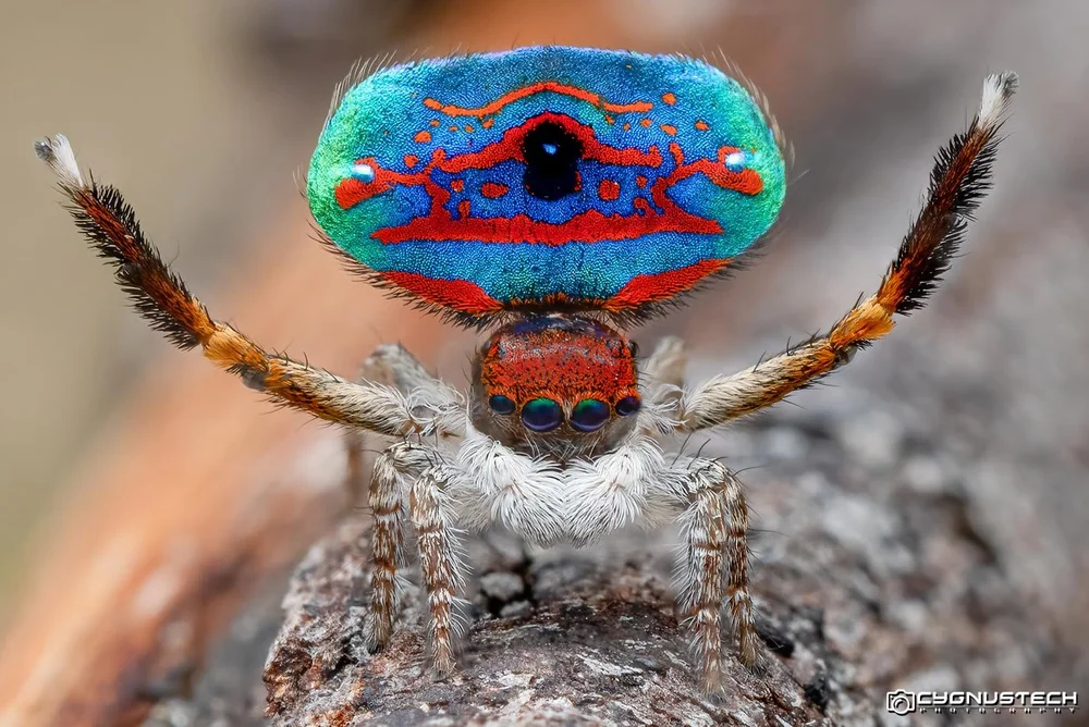 Shop — Cygnustech Diffusers