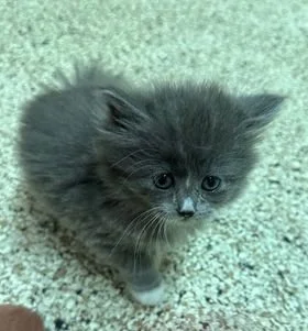 Adoptable Animals — Legends Rescue