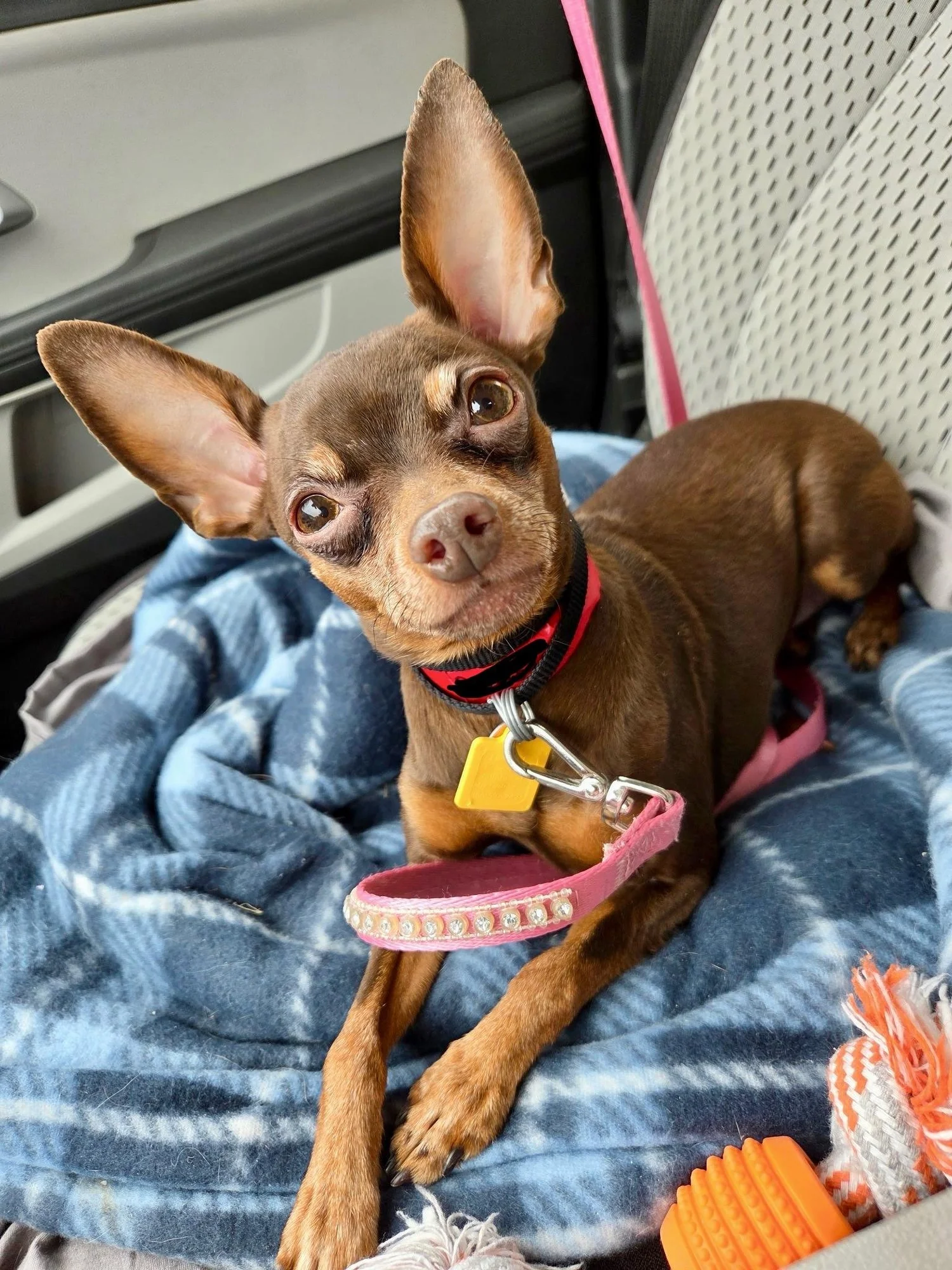 Adoptable Animals — Legends Rescue