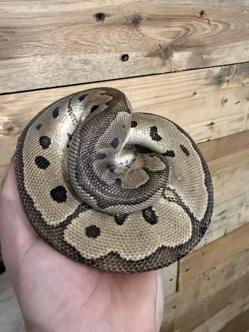 Shop Exotic Pets — Tropical Exotics