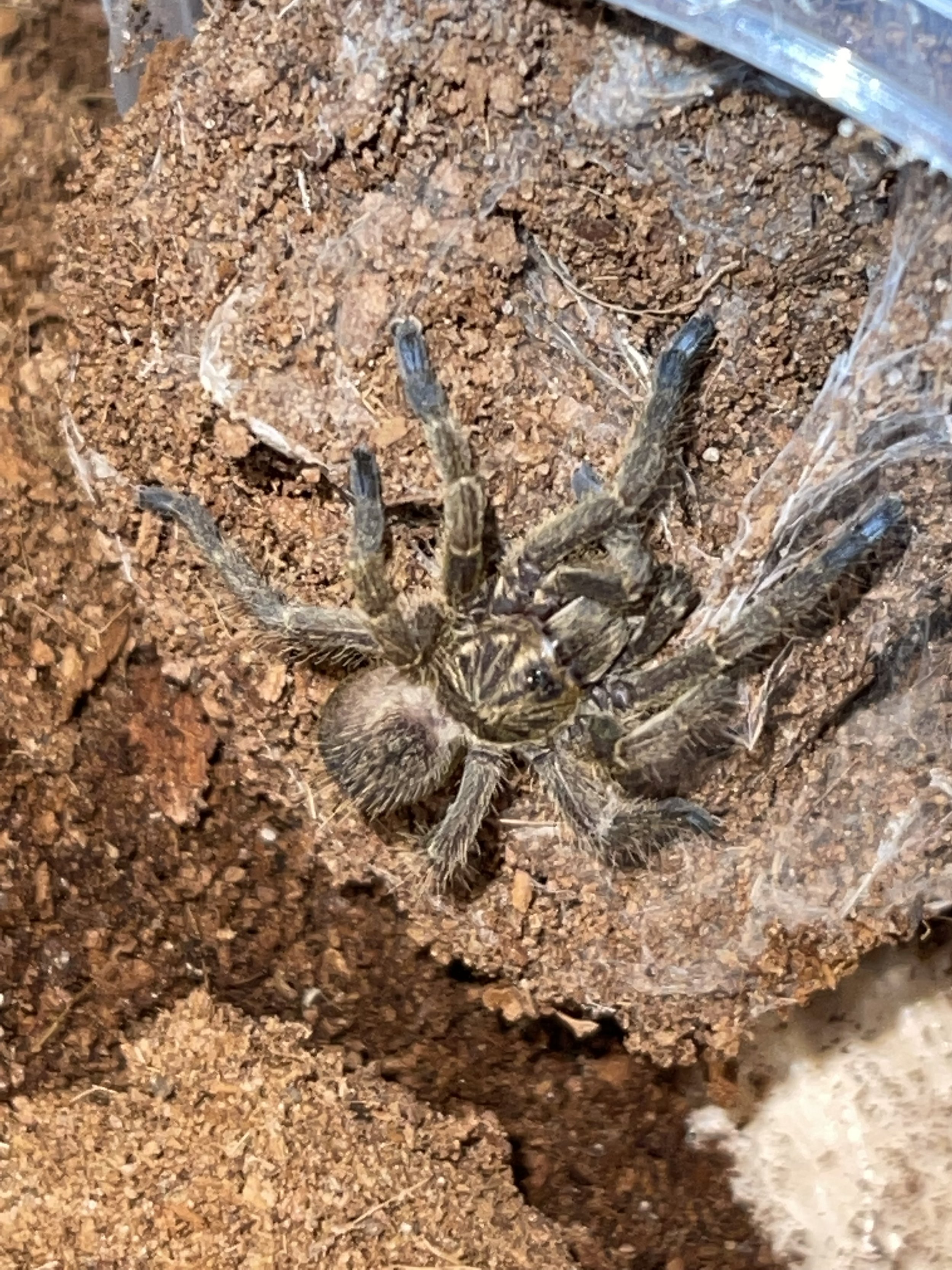 Shop Exotic Pets — Tropical Exotics