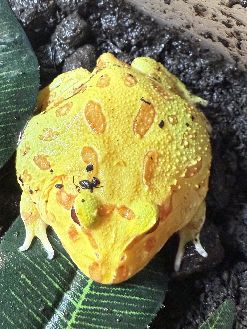 Shop Exotic Pets — Tropical Exotics