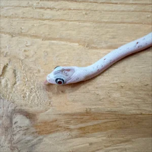 Shop Exotic Pets — Tropical Exotics