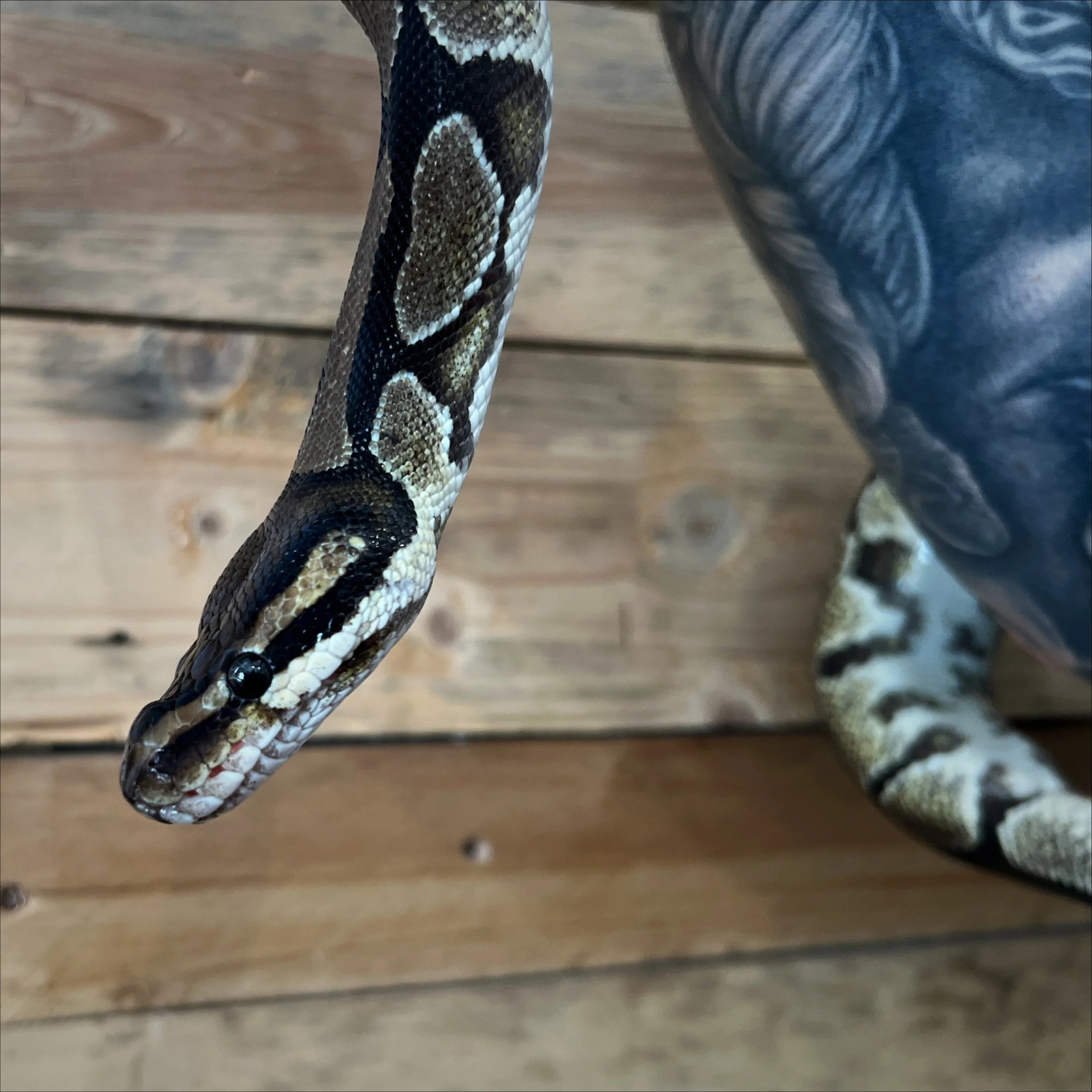 Shop Exotic Pets — Tropical Exotics