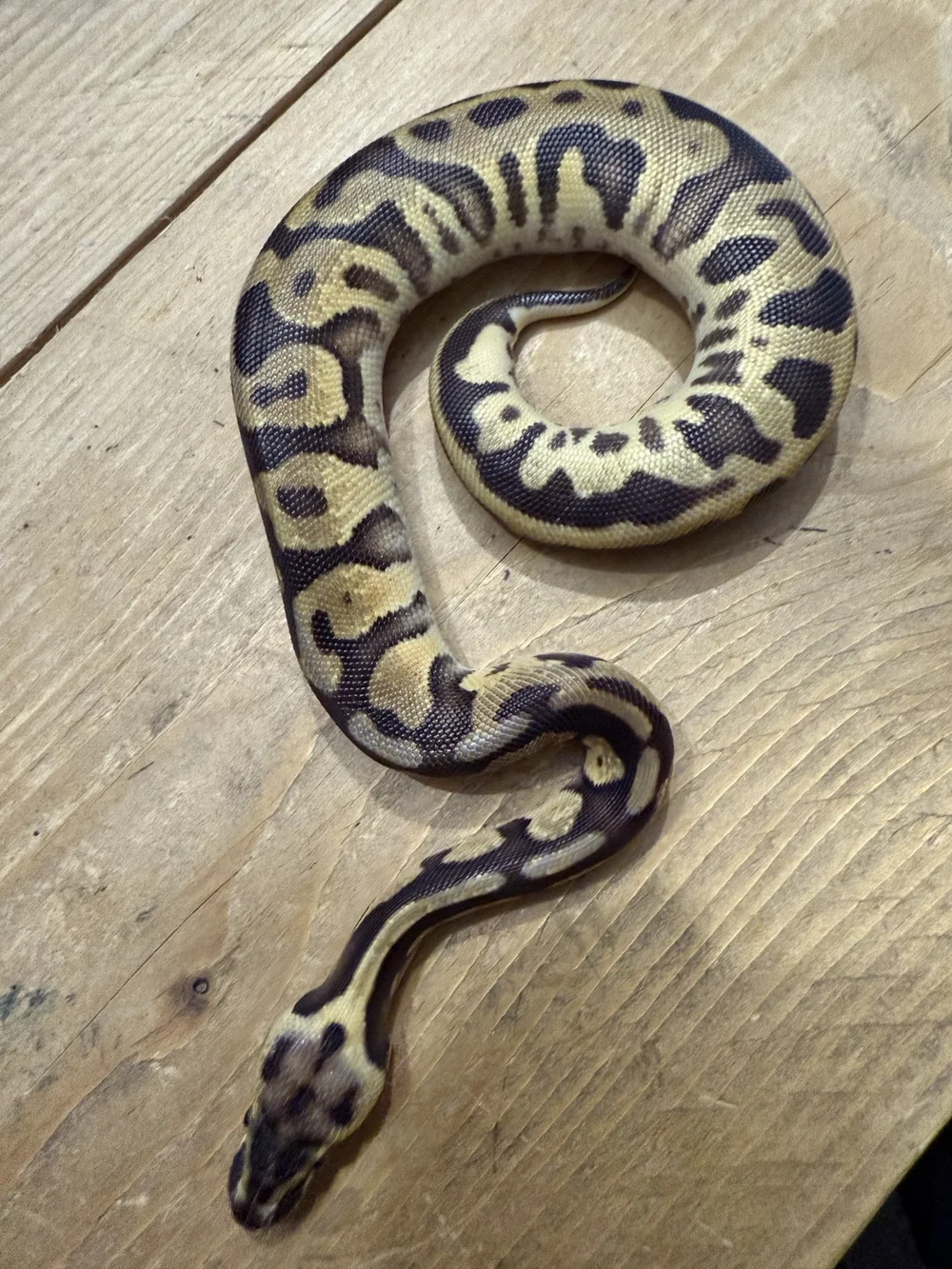 Shop Exotic Pets — Tropical Exotics