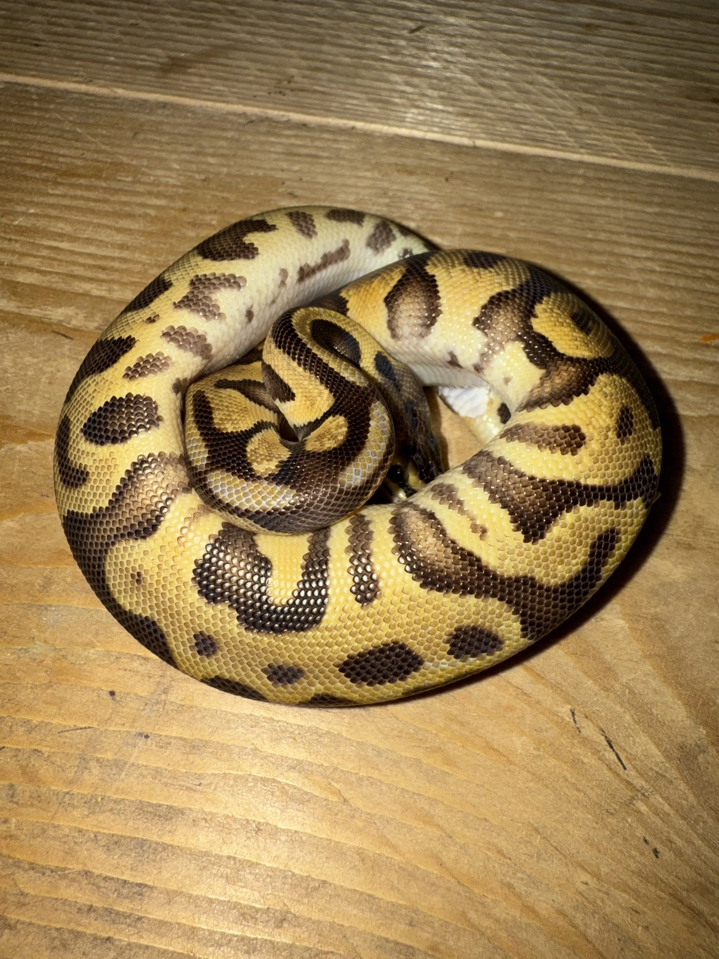 Shop Exotic Pets — Tropical Exotics