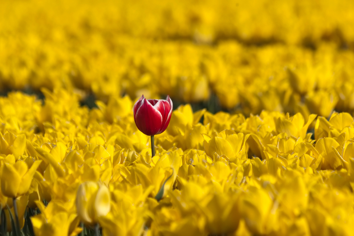 The Hidden Skill That Sets Top Leaders Apart — Executive Coaching ...