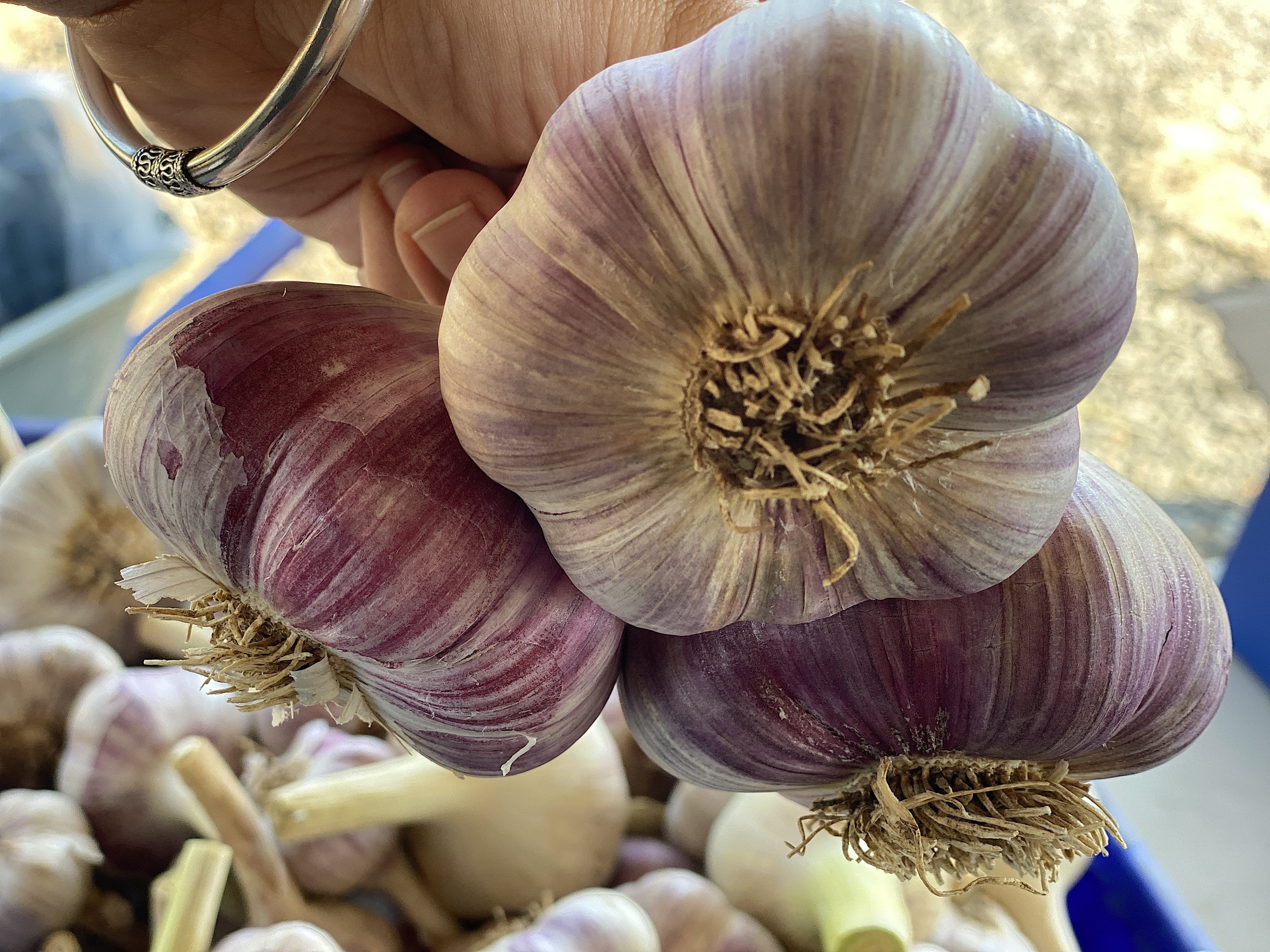 Our Story — Red Russian Garlic