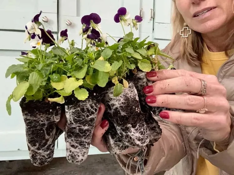 How I Grow Violas in Winter Containers: 8 Steps Plus My Tips — Hey ...