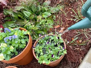 How I Grow Violas in Winter Containers: 8 Steps Plus My Tips — Hey ...